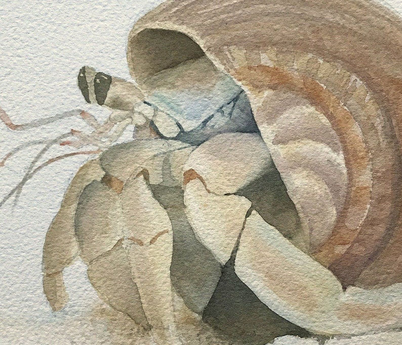 Print of Original Watercolour Artwork Hermit Crab - Etsy