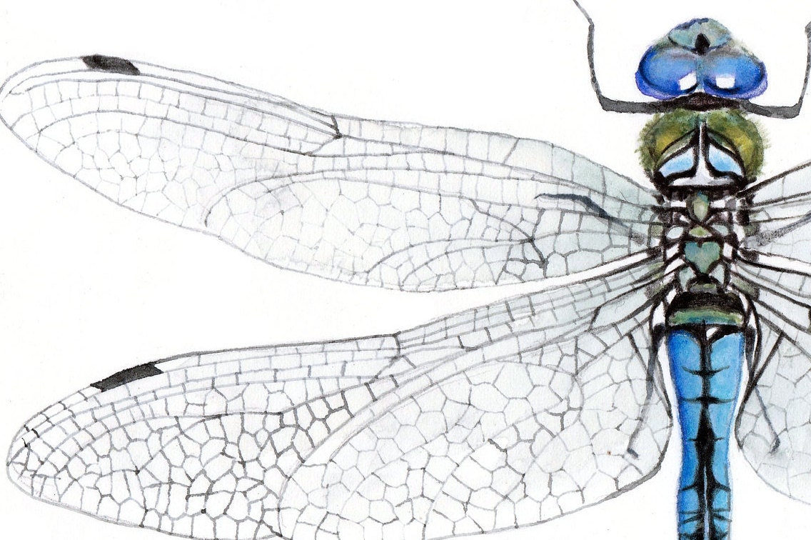 Print of Original Artwork Dragonfly Watercolour and Pencil on Paper - Etsy