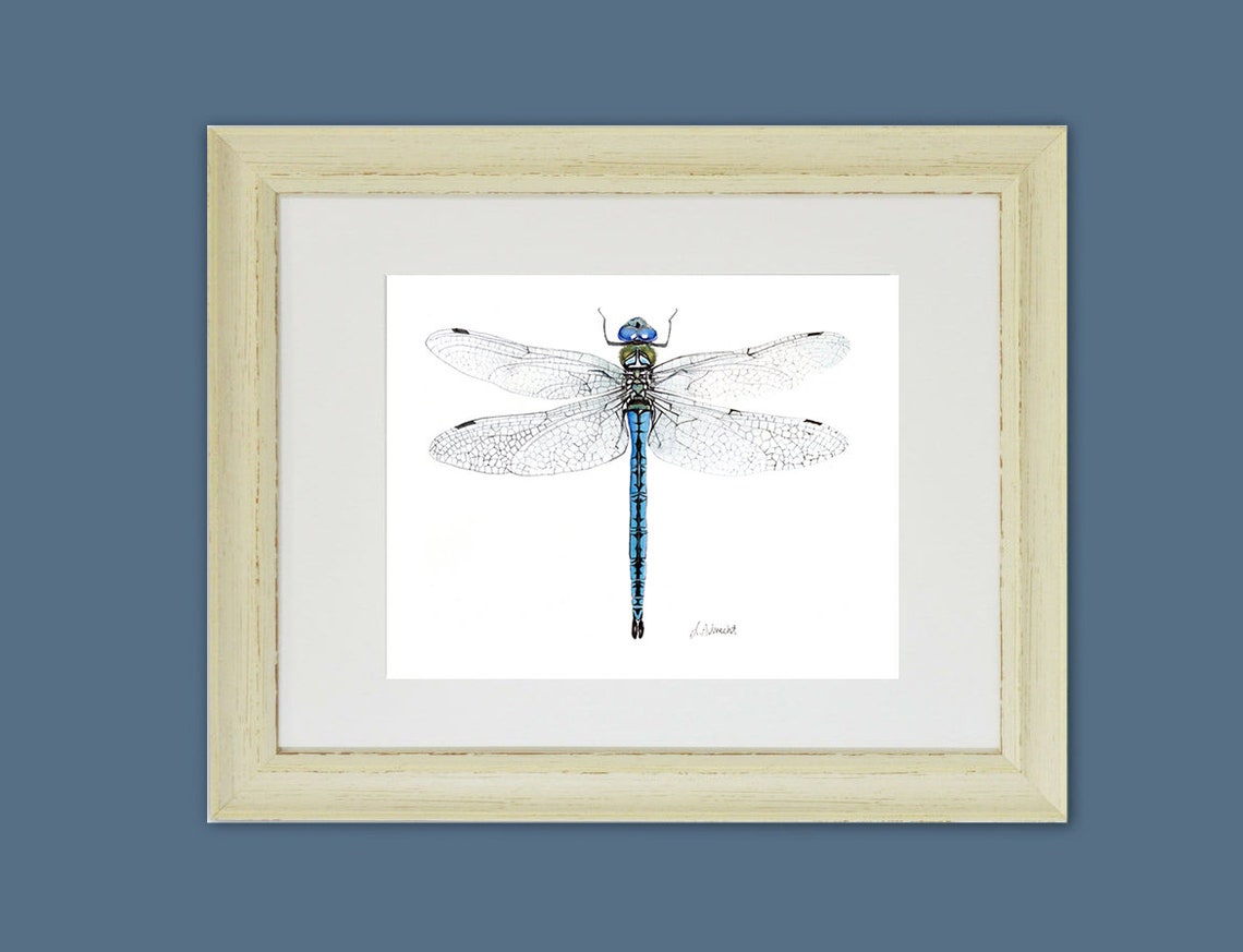 Print of Original Artwork Dragonfly Watercolour and Pencil on Paper - Etsy