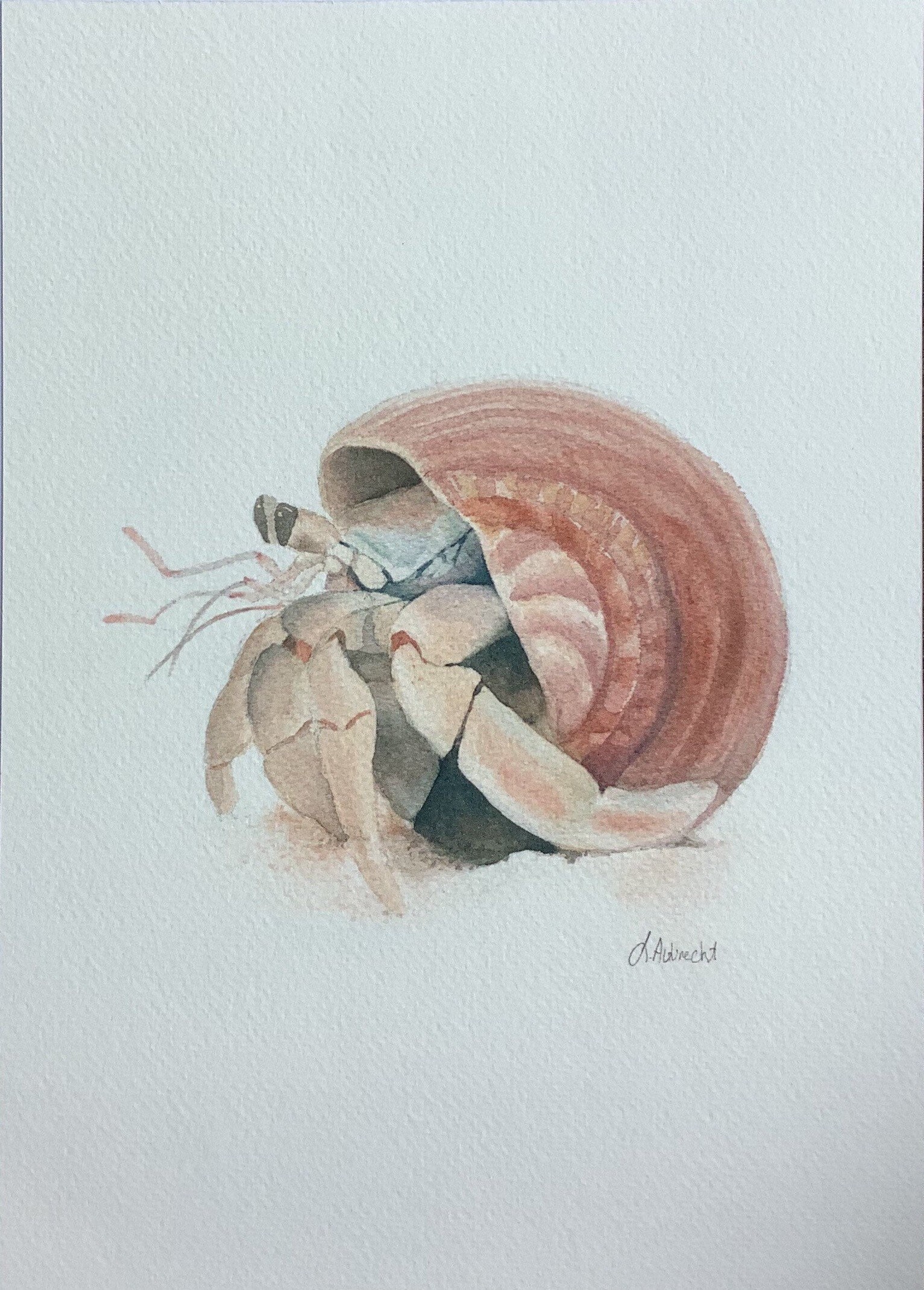 Print of Original Watercolour Artwork Hermit Crab - Etsy