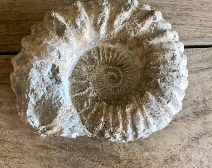 Raw Ammonite Fossil Cephalopod Large - Etsy