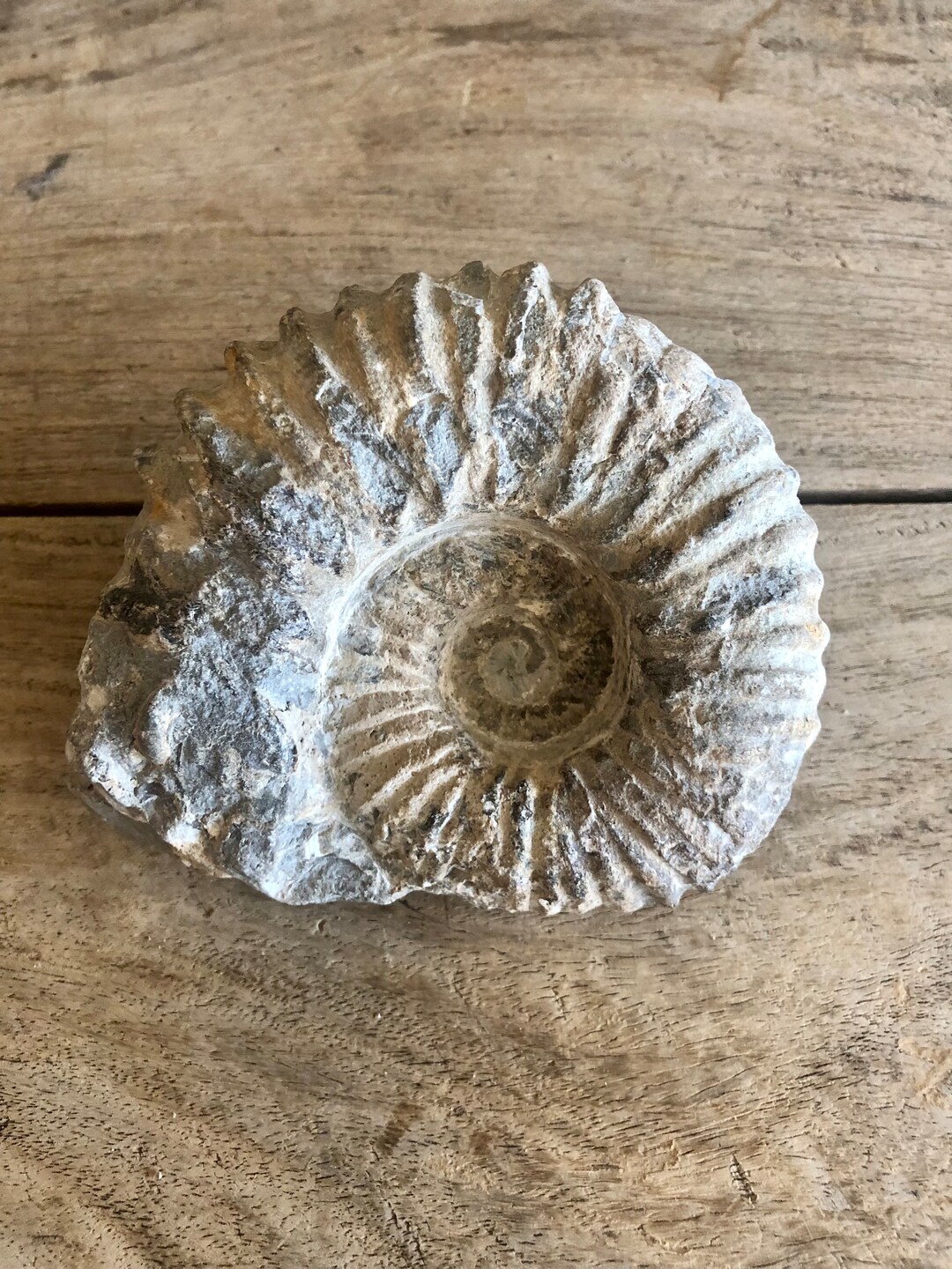 Raw Ammonite Fossil Cephalopod Large - Etsy