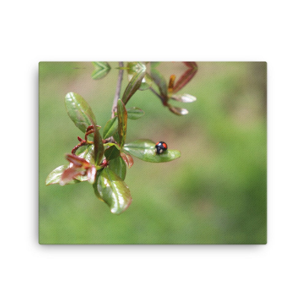 Ladybug Canvas Print - Etsy