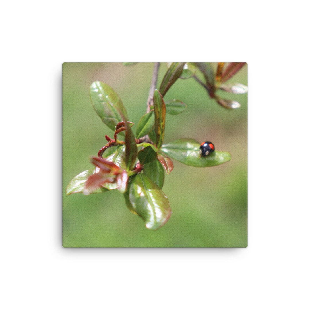 Ladybug Canvas Print - Etsy