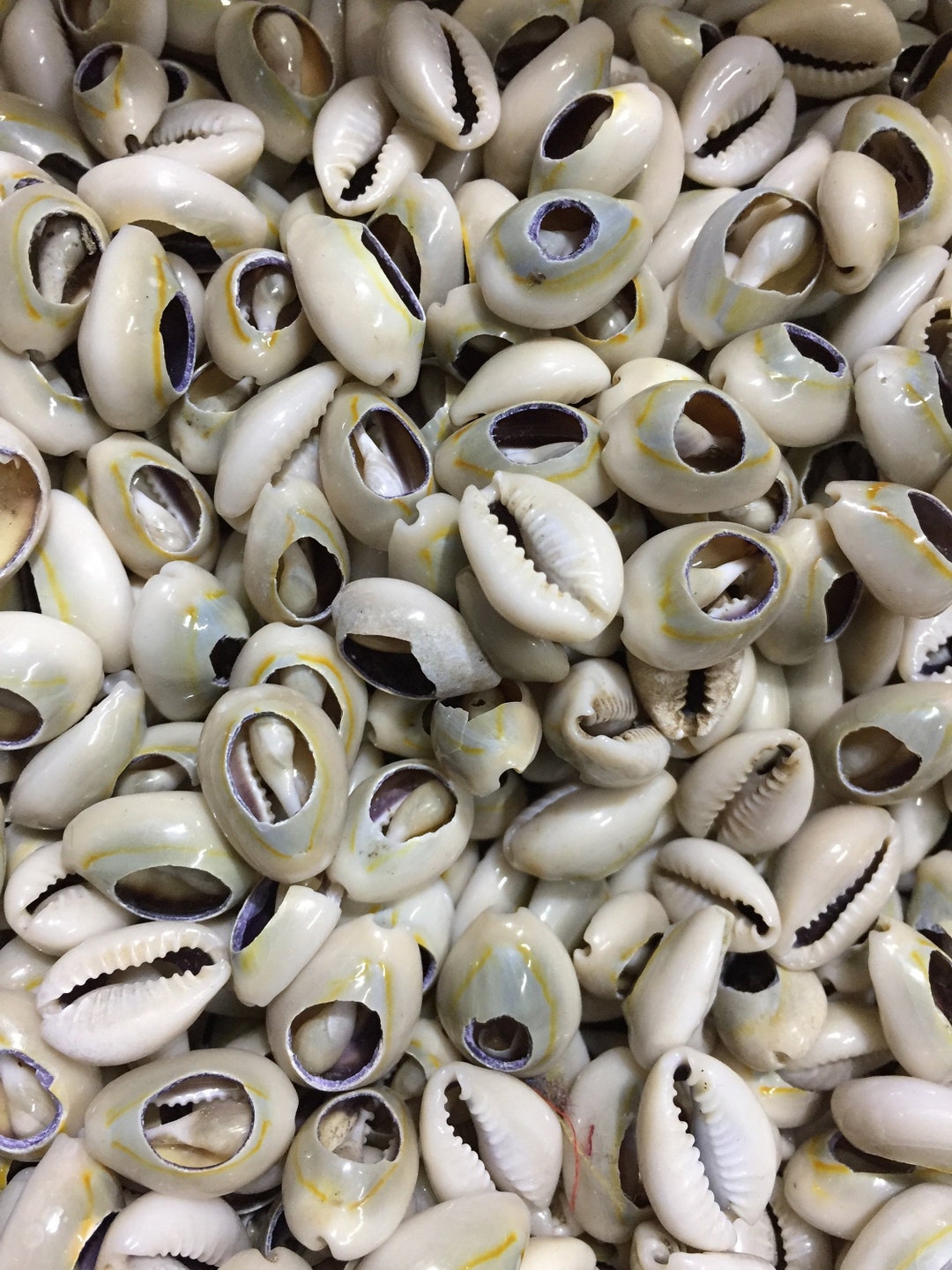 100 Pcs DIY Tribal Cowrie Shells Belly Dance Shells ATS Shells Tribal ...