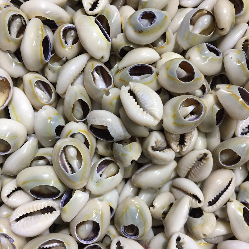 Cowrie Shell - Etsy