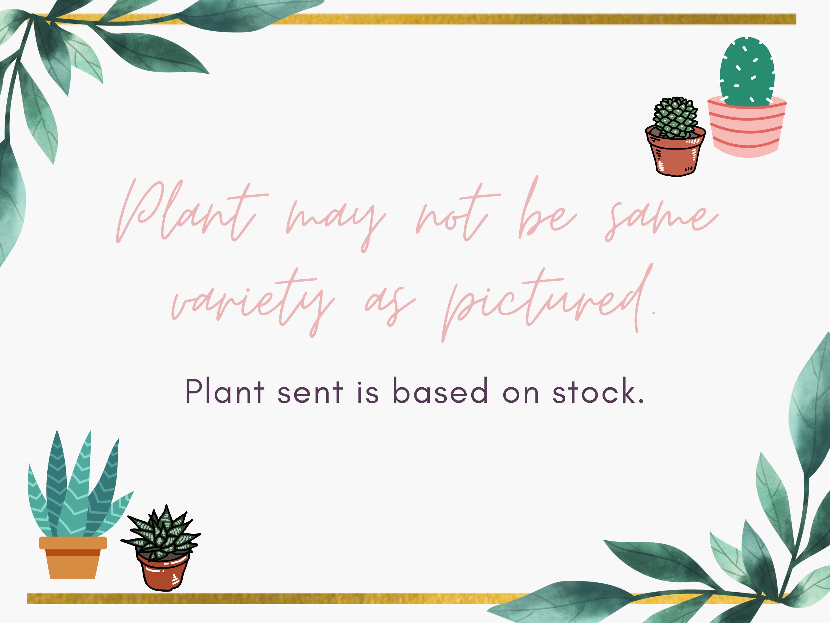 Mother's Day Mini Planter Gift Box | PLANT INCLUDED | Mom's Lil Prick ...
