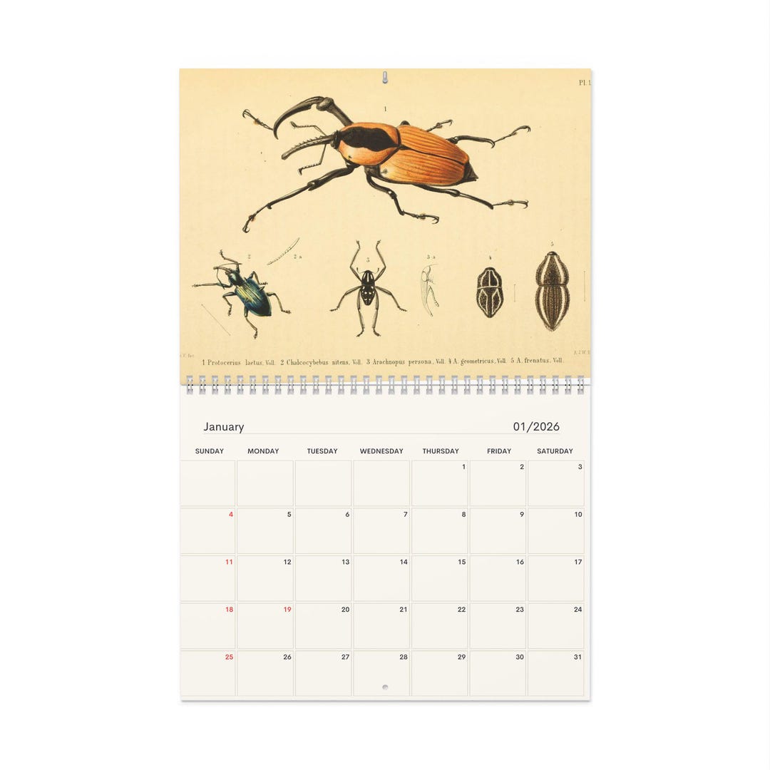 Beetles Wall Calendar 2026 | Botanical Illustration Calendar | Vintage ...