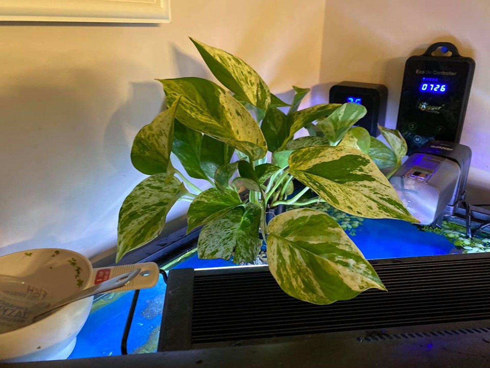 Poth-o-carry™ Original: Aquarium Rim Pothos Holder - Etsy