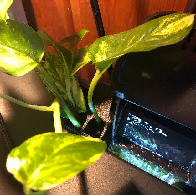 Poth-o-carry™ Mini: Aquarium Rim Plant Holder for Tight Spaces - Etsy