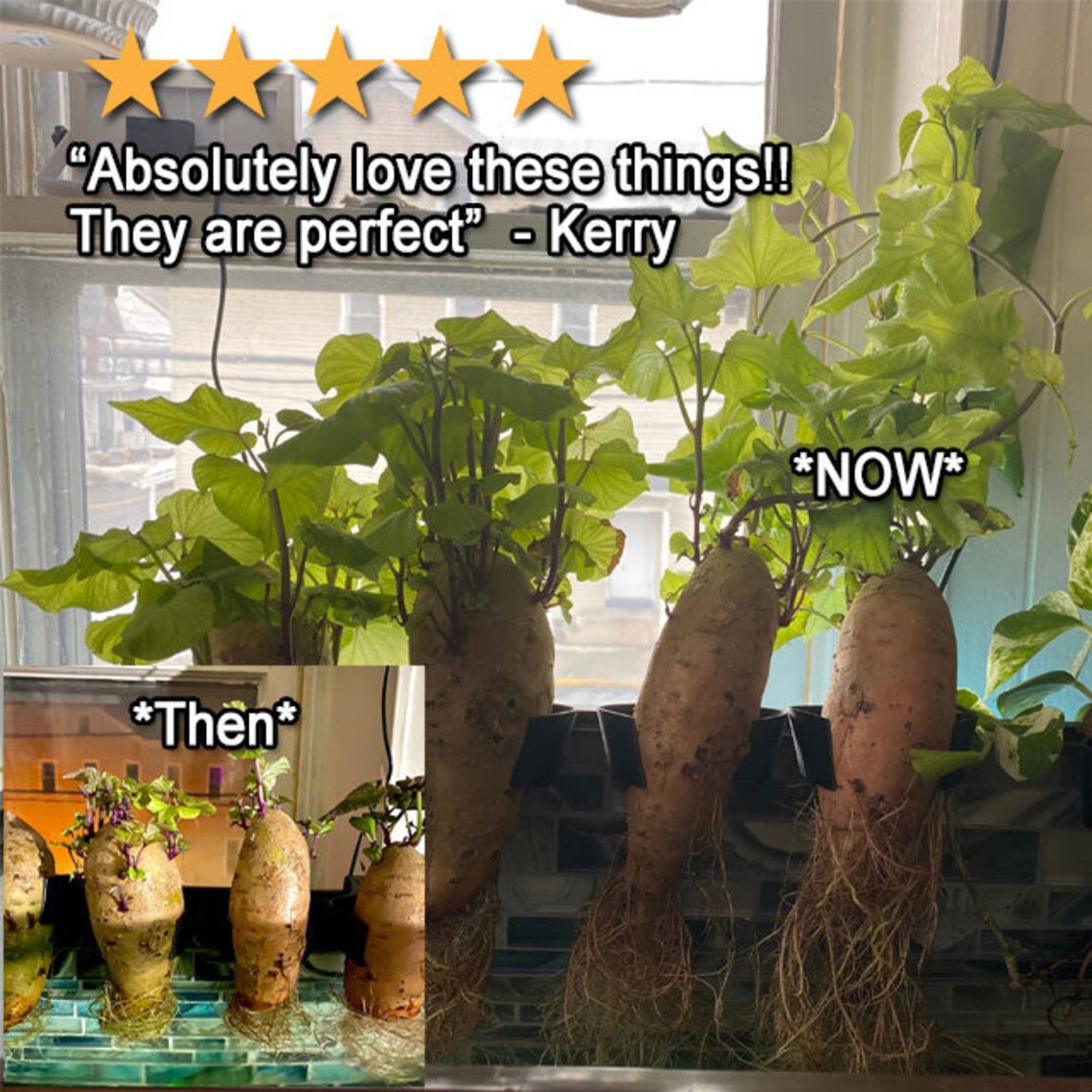 Poth-o-carry® Sweet N' Slim: RIMLESS Tank Sweet Potato Tank-side Holder ...