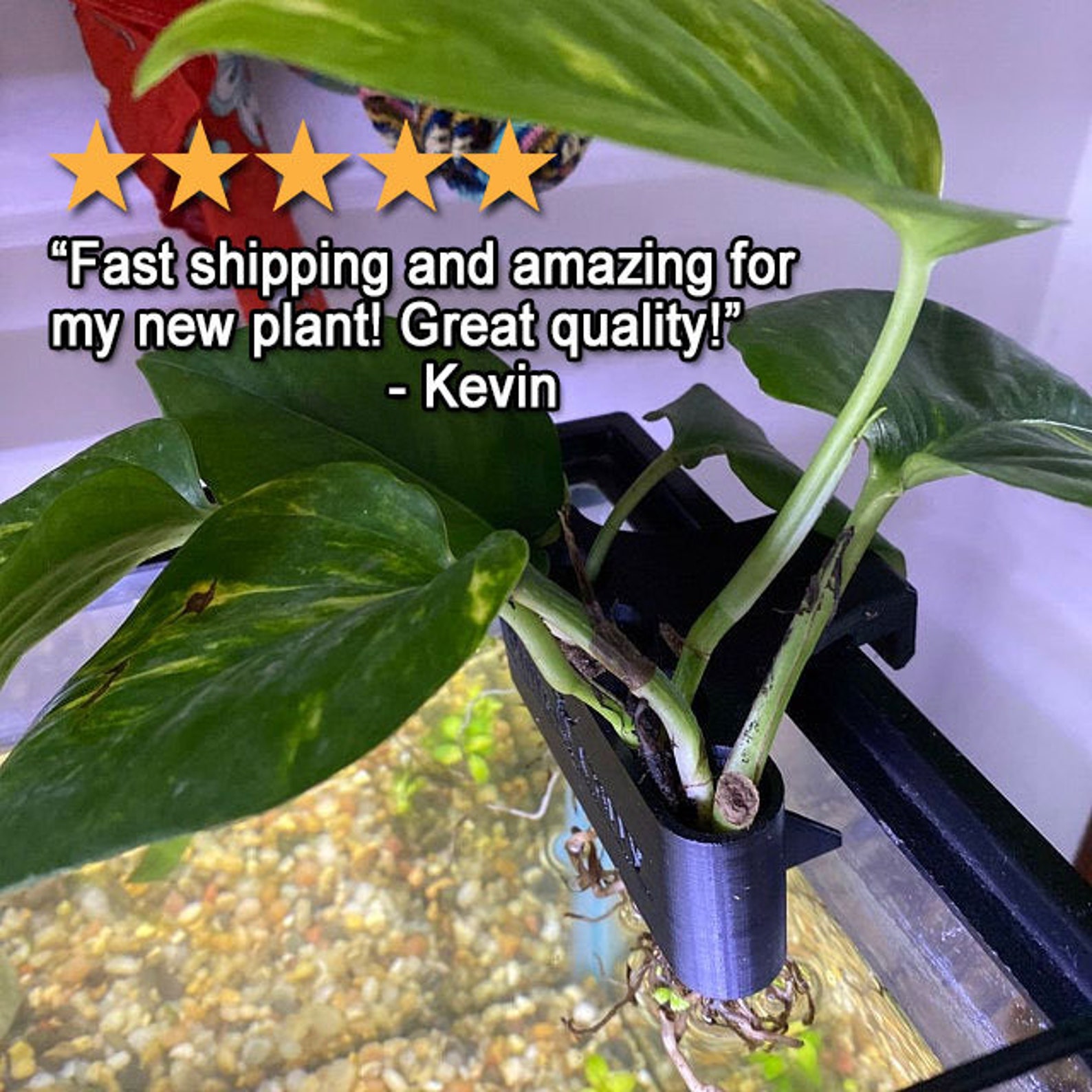 Poth-o-carry™ Original: Aquarium Rim Pothos Holder - Etsy