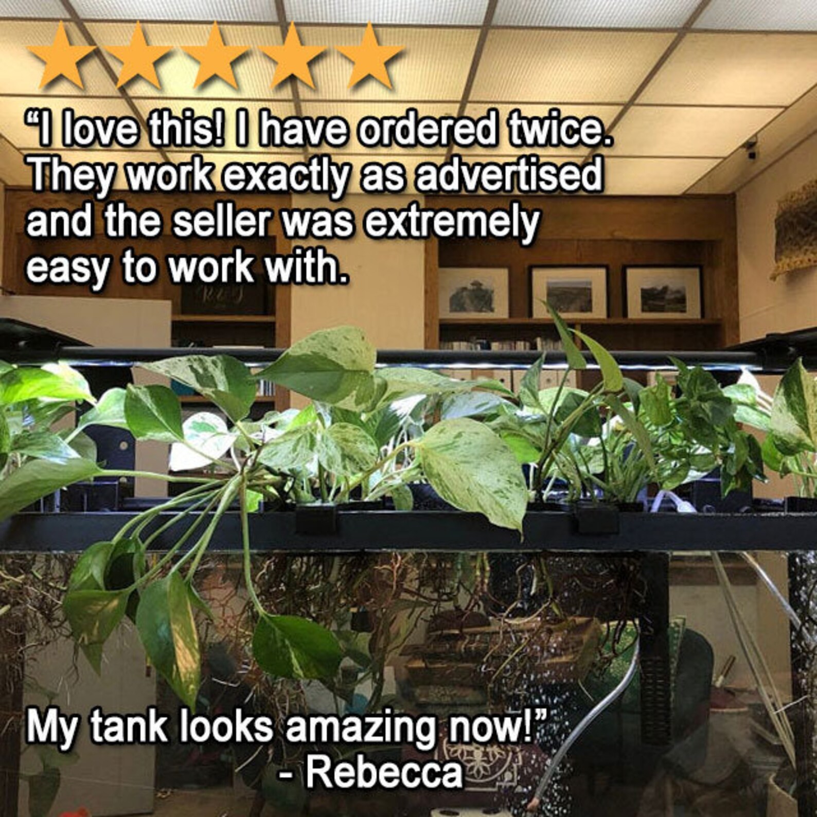 Poth-o-carry™ Original: Aquarium Rim Pothos Holder - Etsy