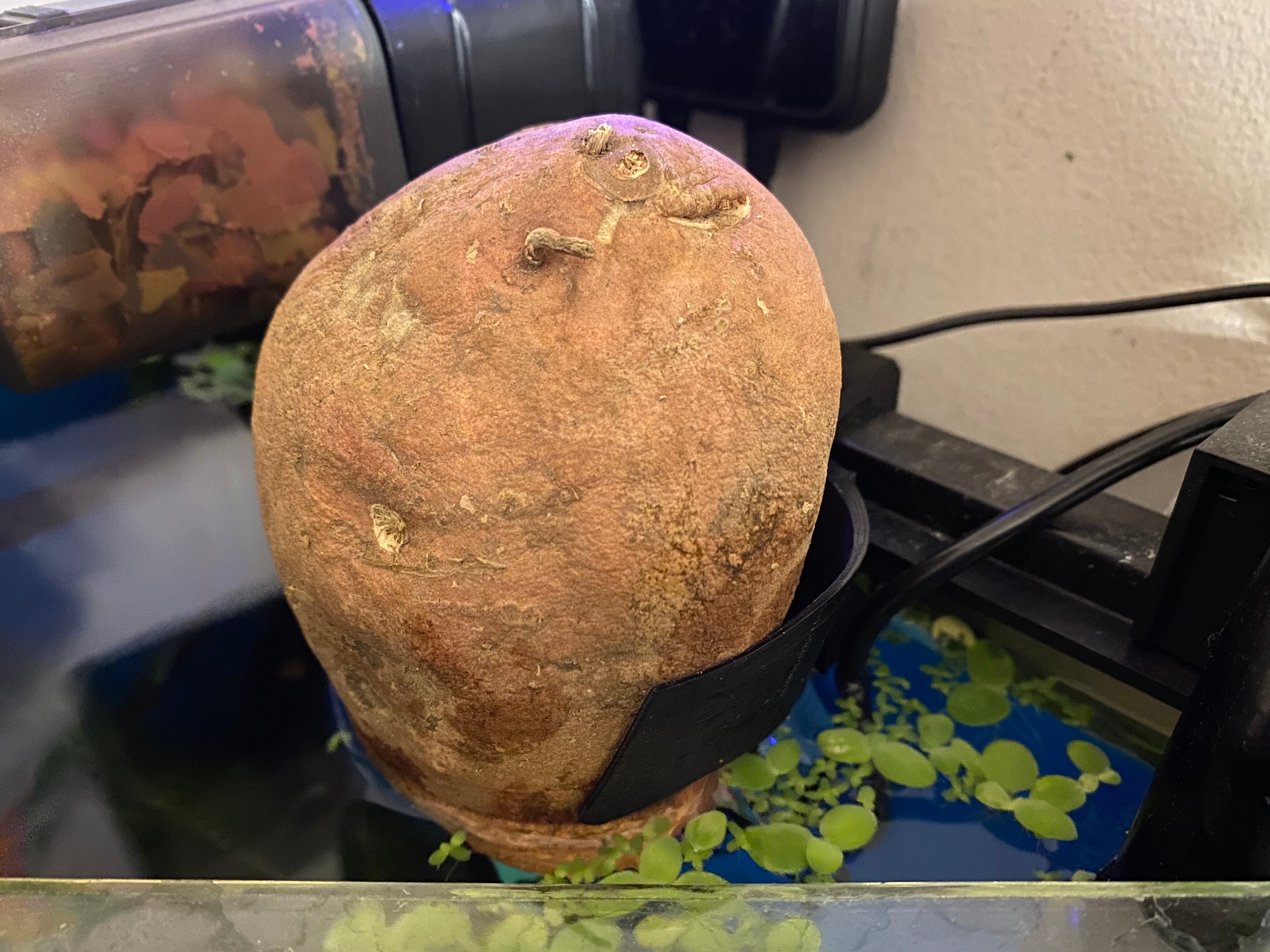 Poth-O-Carry® Sweet Potato Holder With Adjustable Height Rail — The ...