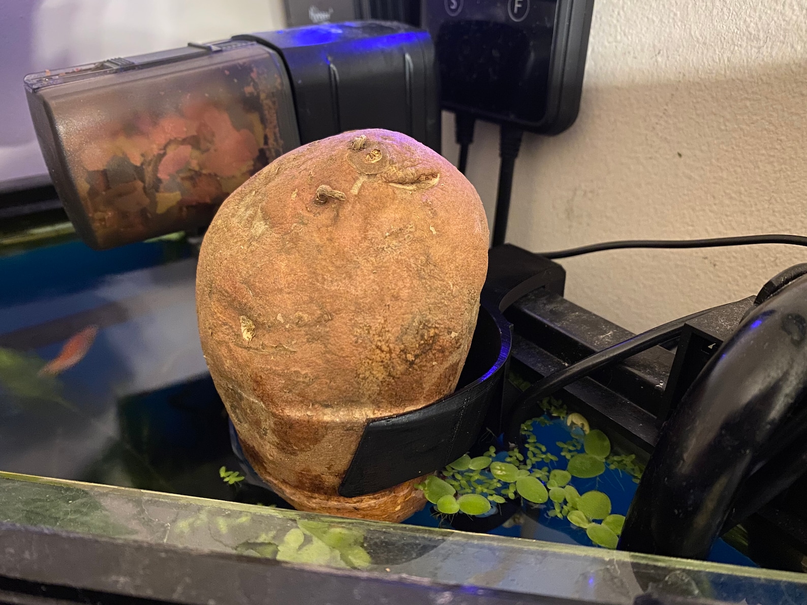 Poth-o-carry® Sweet: Sweet Potato Tank-side Holder for Your Aquarium - Etsy