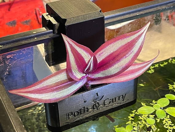 5 Pack Poth-o-carry™ Original: Rail Edition Pothos and | Etsy