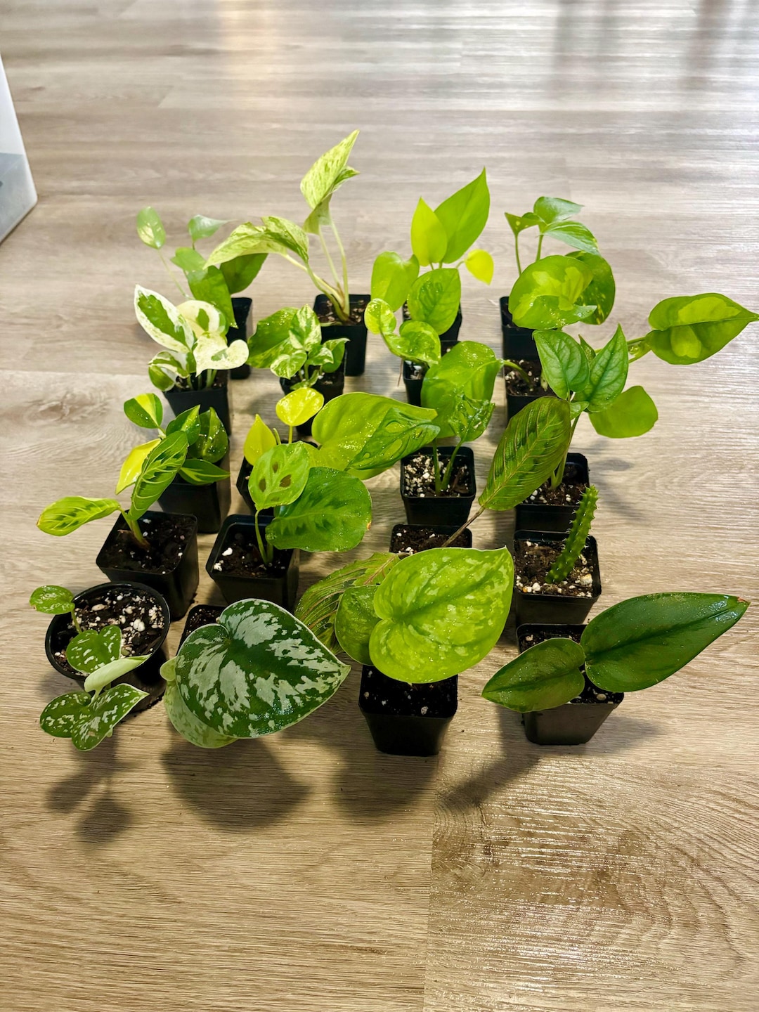 Mix & Match Mini Plant Bundle - Etsy