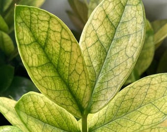 Chameleon ZZ Plant 6” Full, High Color Pot | Live Houseplant | Ships in ...