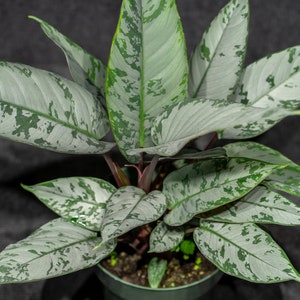 Apoballis Acutissima 'lavaille' Red Sword 6" Pot - Etsy