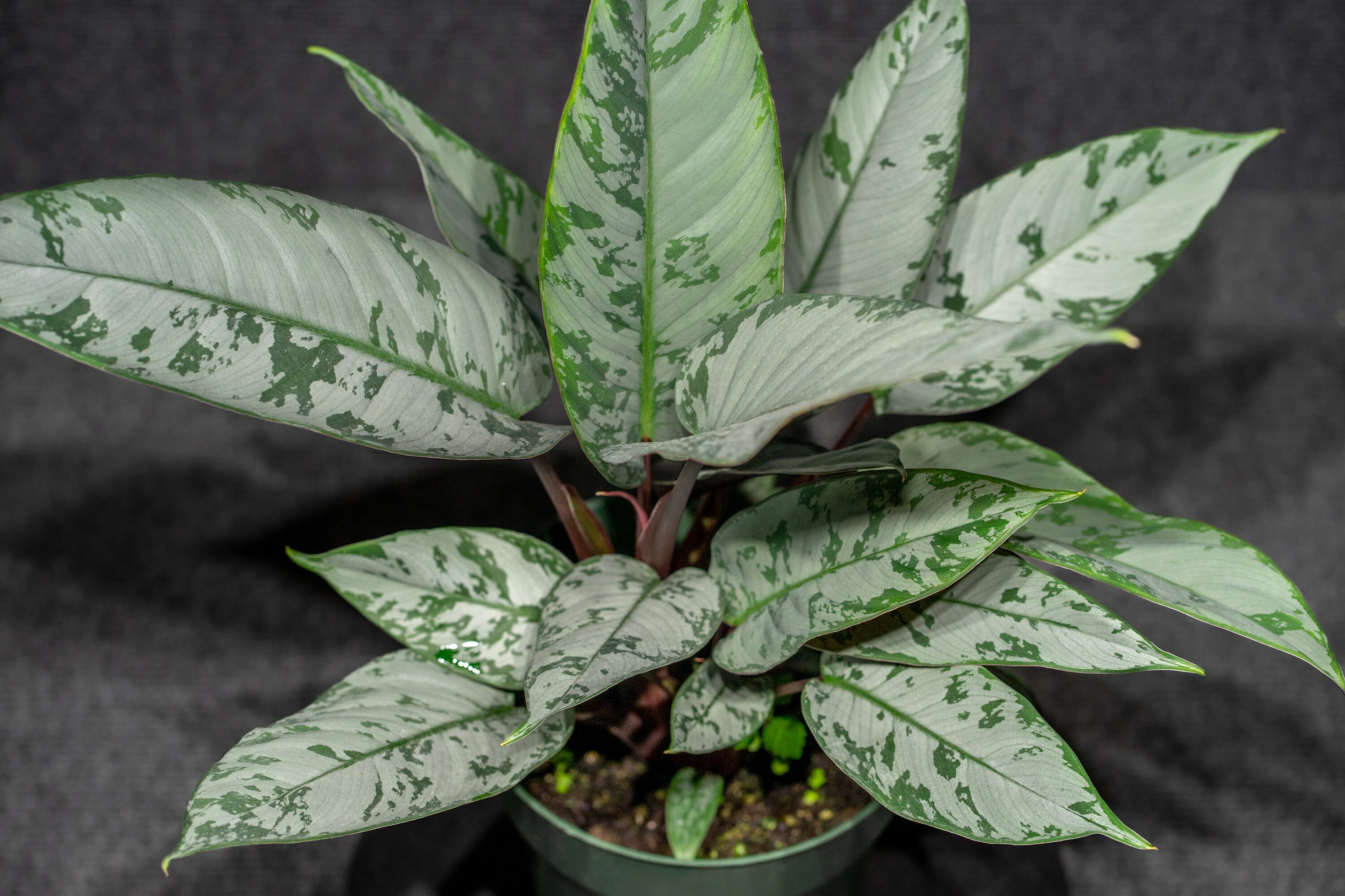 Apoballis Acutissima 'lavaille' Red Sword 6 Pot - Etsy