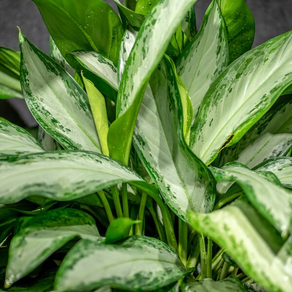 Aglaonema - Etsy