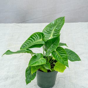 Anthurium Veitchii King Plant (large Leaves, 6" Pot) - Etsy