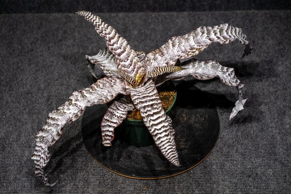 Bromeliad Cryptanthus Absolute Zero Potted in a 5 Inch Pot | Etsy