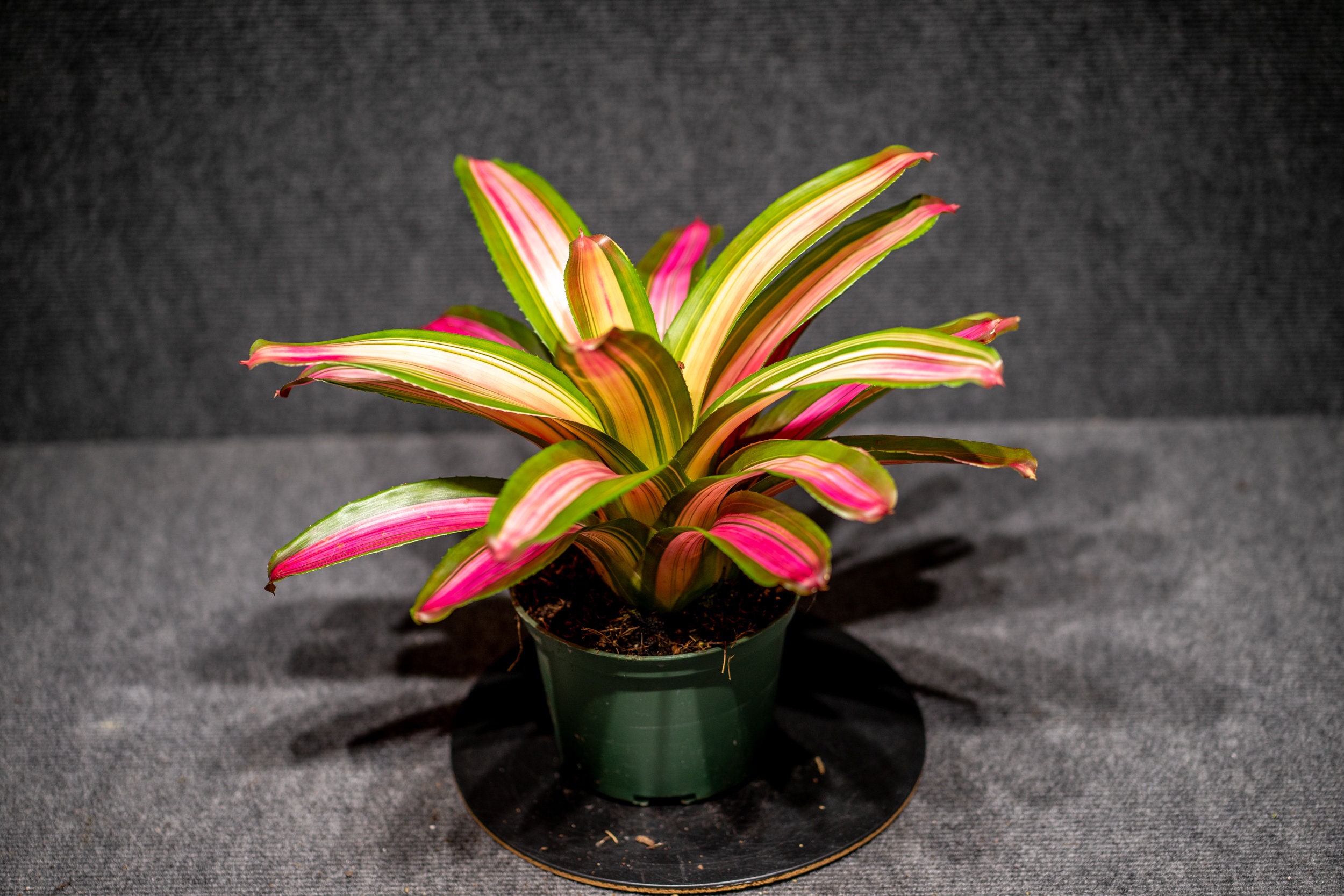 Neoregelia Magnifica 6 Pot - Etsy
