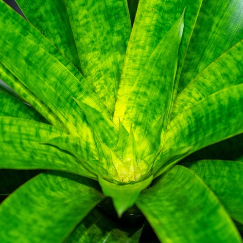 Bromeliad Vriesea Red Chestnut 6 Pot - Etsy