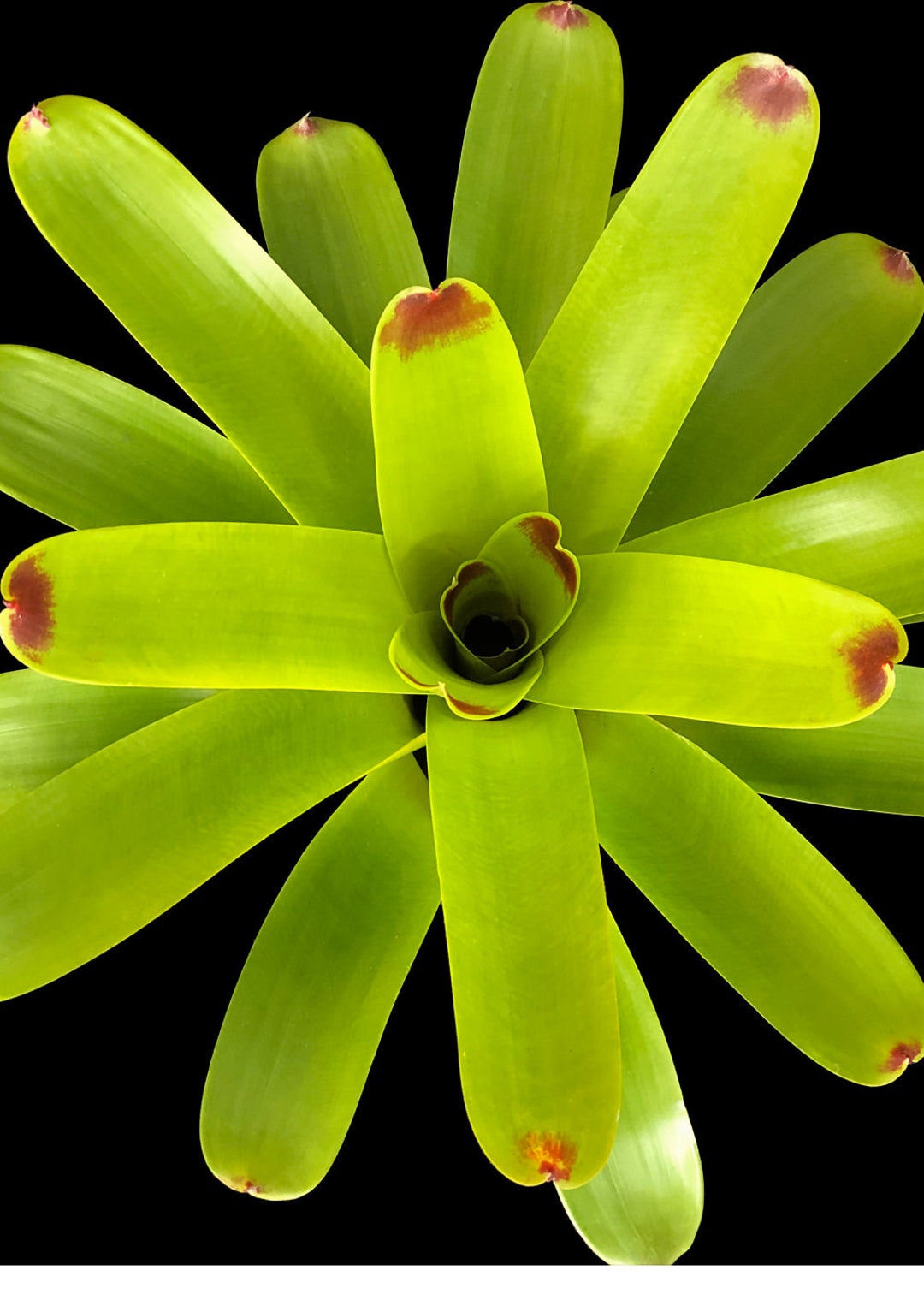 Bromeliad Vriesea Bone Fire 6" Pot - Etsy