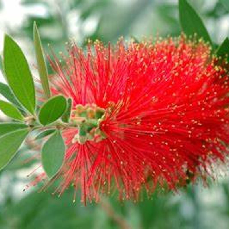 Bottlebrush Trees - Etsy
