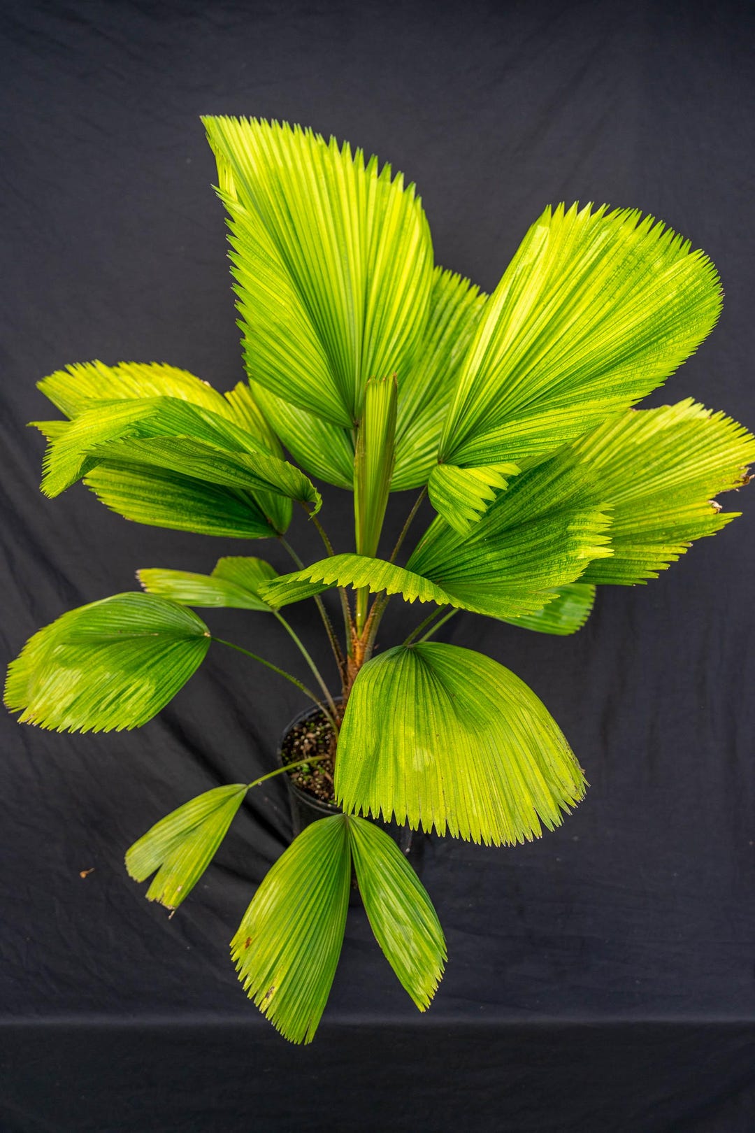 Pritchardia Licuala Grandis Ruffled Fan Palm in a 3 Gallons Pot (very ...