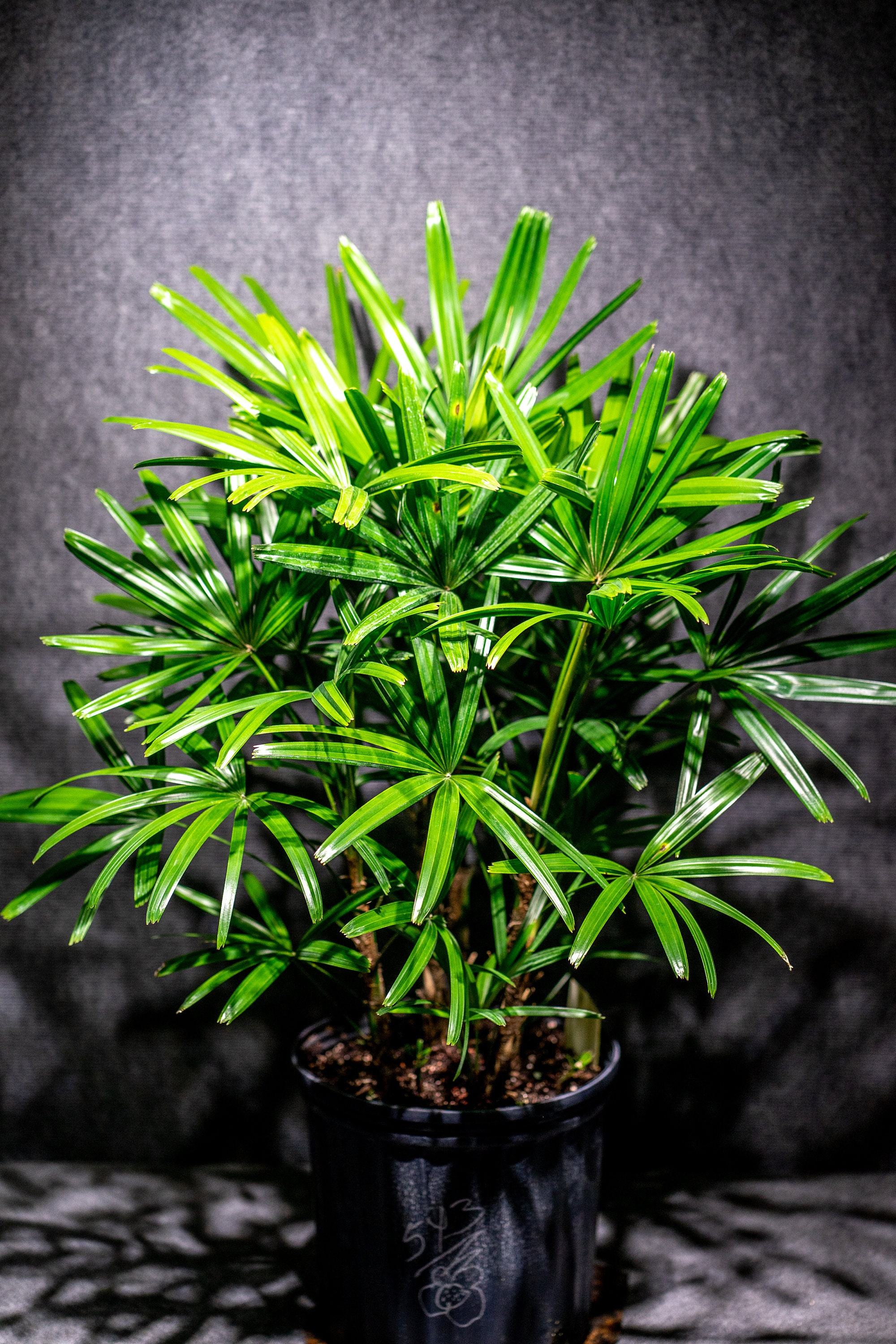 Rhapis Excelsa Lady Palm 9 Pot - Etsy