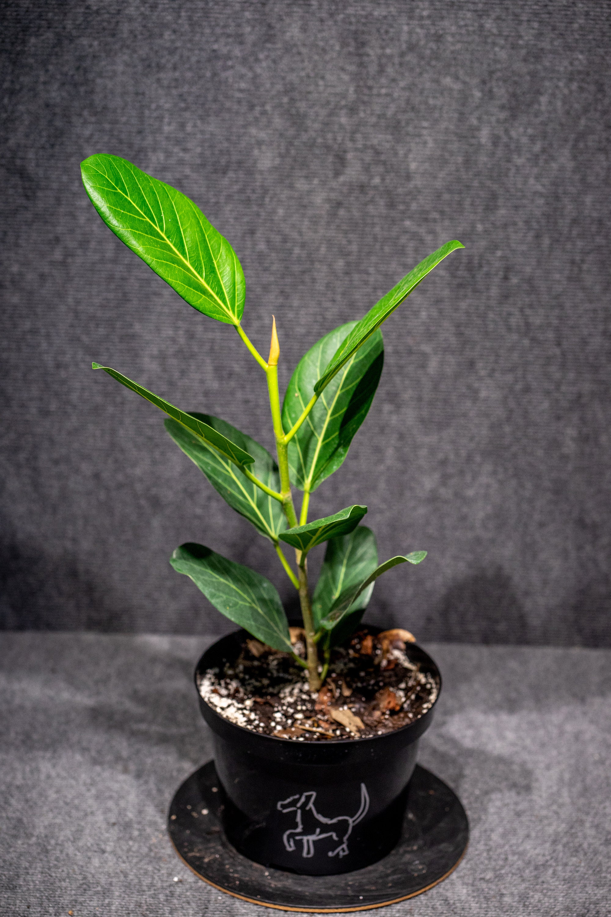 Ficus Benghalensis 'audrey' Potted in an 8 Pot - Etsy