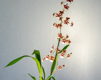 Oncidium Sharry Baby 'red Fantasy', Famous Orchid With Chocolate ...