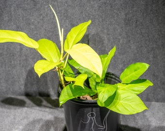 Philodendron Golden Goddess 4in Pot Home & Living Plants etna.com.pe