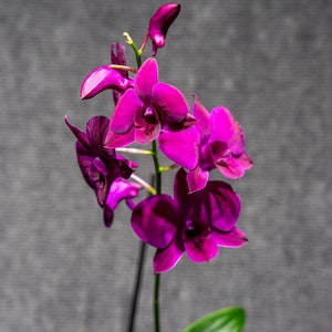 Dendrobium Poper Red - Etsy