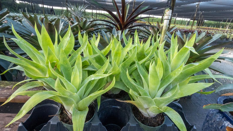 Catopsis Berteroniana: Carnivorous Bromeliad - Etsy