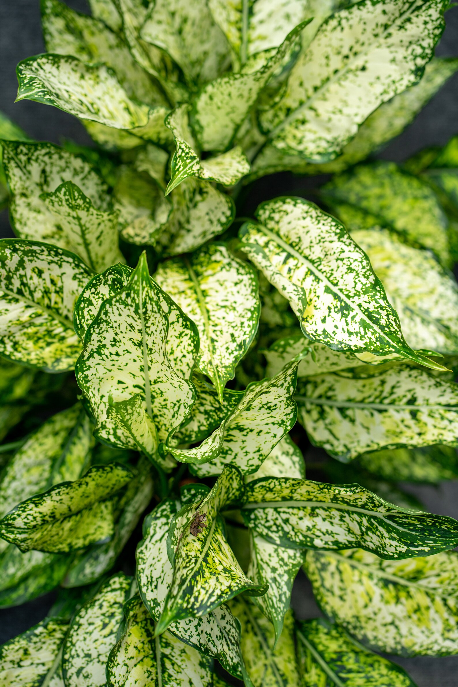 Aglaonema 'wintry Winehouse' Potted in a 6 Pot - Etsy