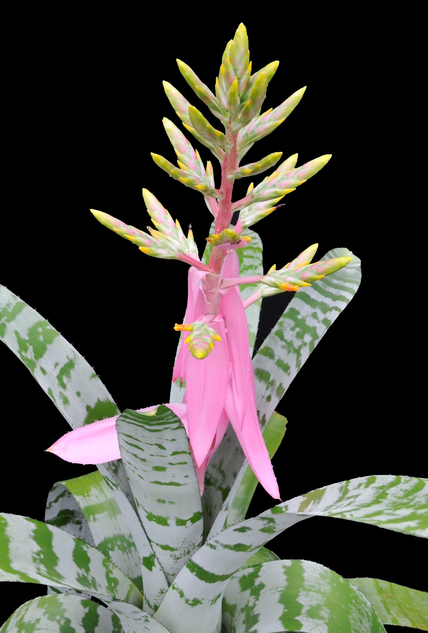 Bromeliad Aechmea Zebrina 'pink' 8 Pot - Etsy