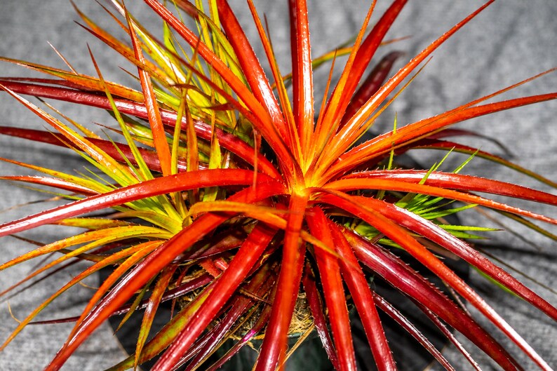 Bromeliad Orthophytum Navioides in a 5 pot | Etsy