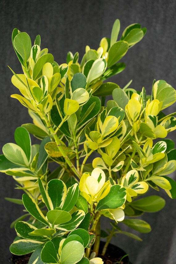 Clusia Variegated 14 Pot 7 Gallon - Etsy