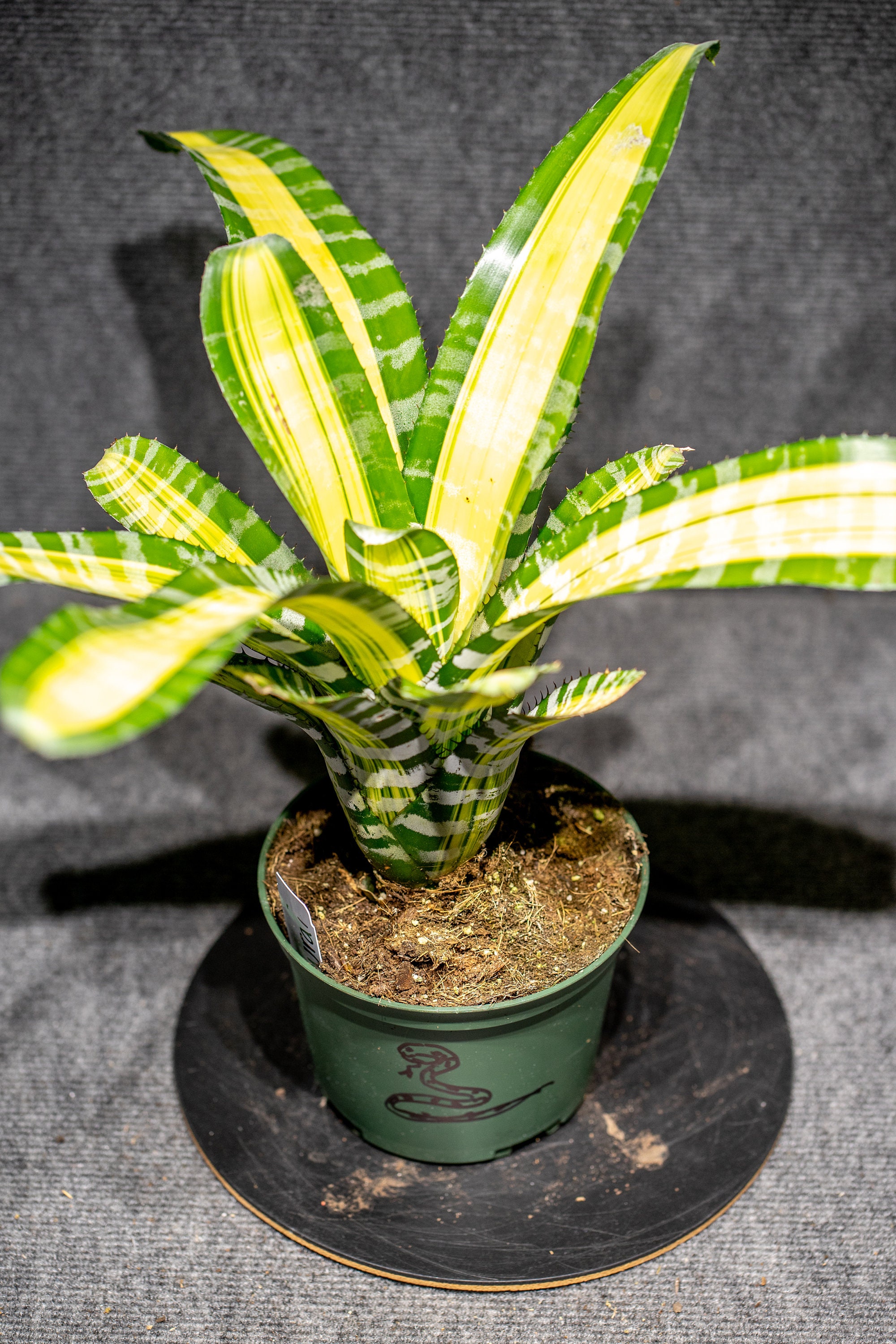 Aechmea Samurai in a 6 Inch Pot | Etsy