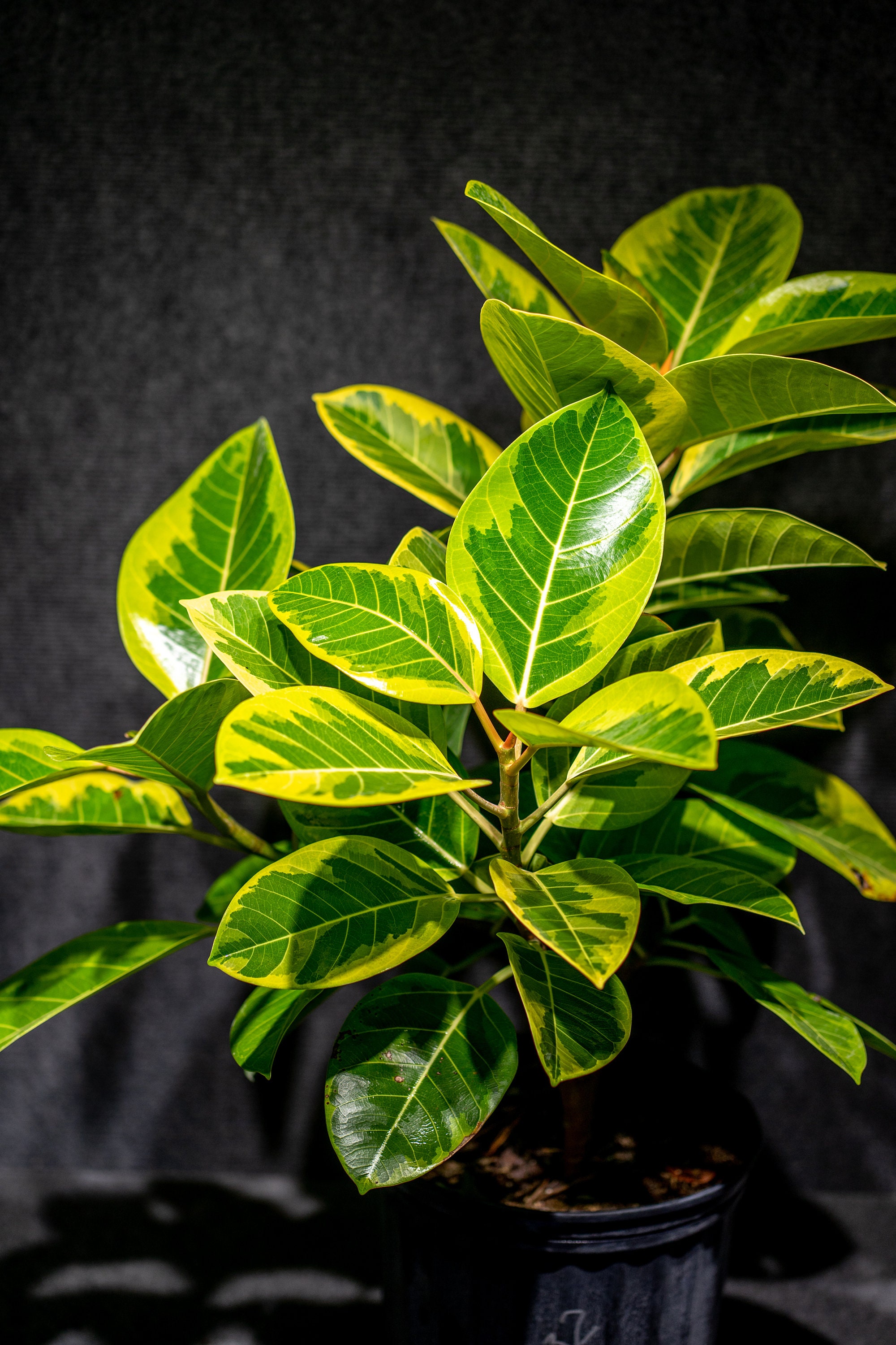 Altissima Ficus 'Asian Council Tree' potted in a 3 | Etsy