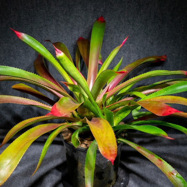 Bromeliad - Etsy