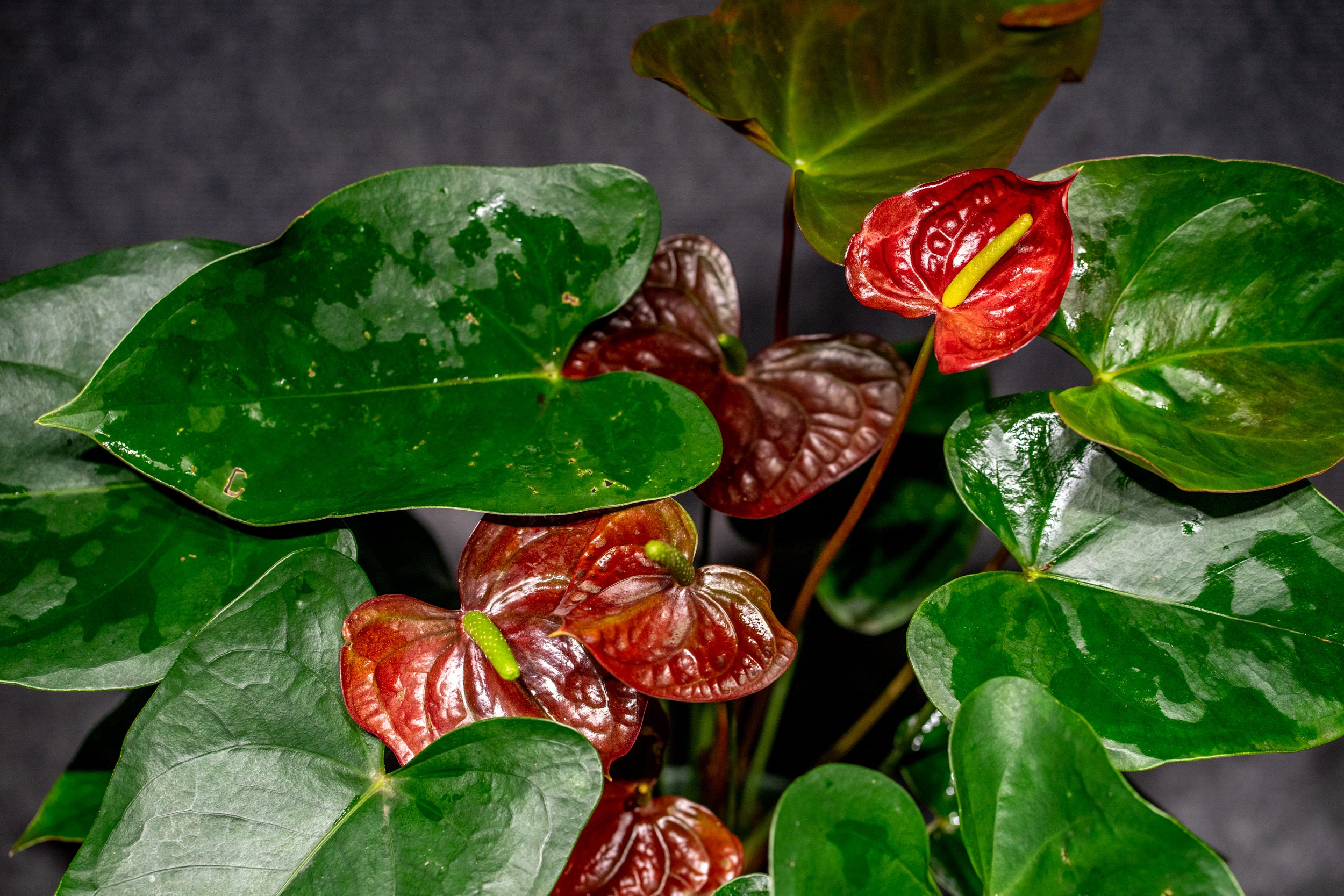 Anthurium Sempre Brown 6 pot | Etsy
