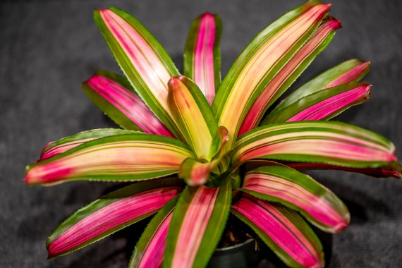 Neoregelia Magnifica 6 Pot - Etsy