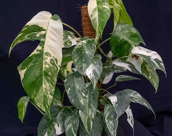 Epipremnum Pinnatum Albo, Variegated Pothos, Easy Care Trailing Plant ...
