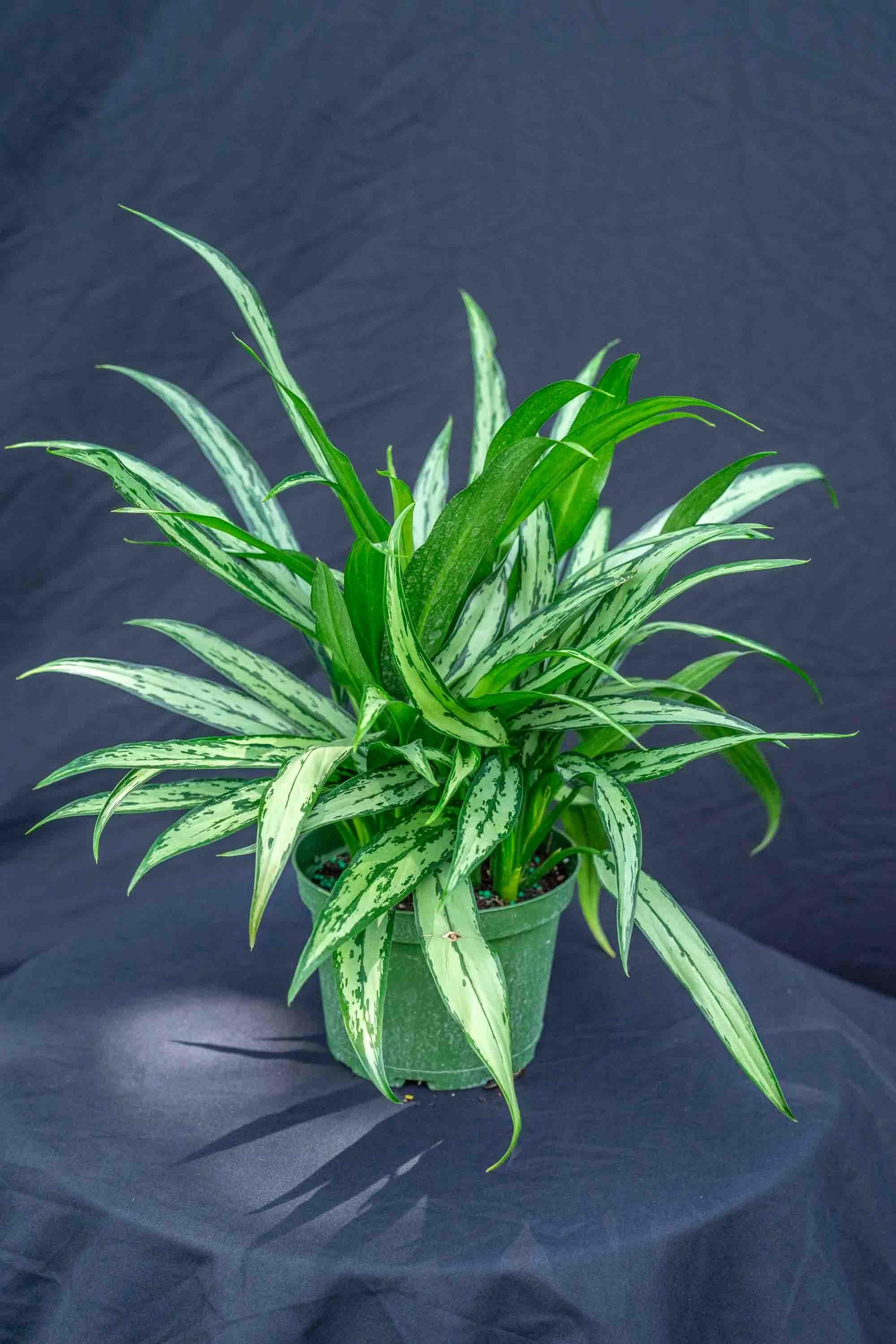 Aglaonema Cutlass Plant: Chinese Evergreen - Etsy