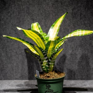 Aechmea Samurai in a 6 Inch Pot - Etsy